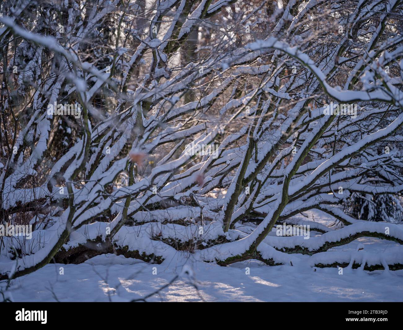 Winter landscape after the first snowfall Stock Photo - Alamy