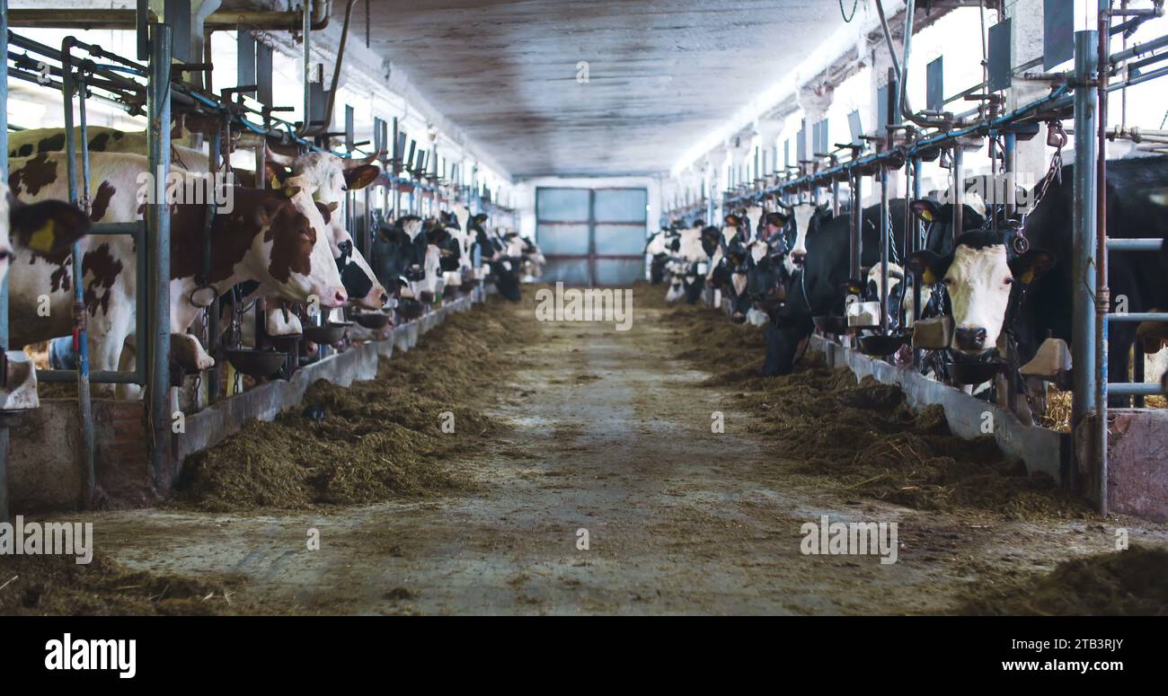 Modern farm barn with milking cows eating hay, Cows feeding on dairy farm Stock Photo - Alamy