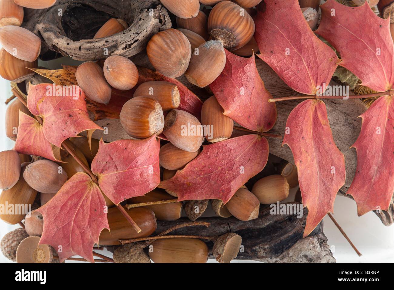 Autumn background from material collected in the forest. Nuts, acorns ...