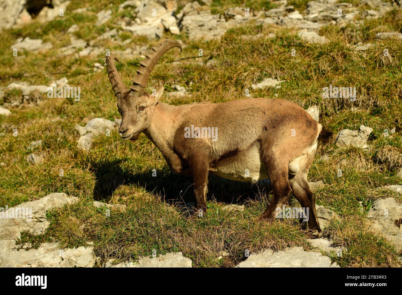 Steinbock pilatus hi-res stock photography and images - Alamy