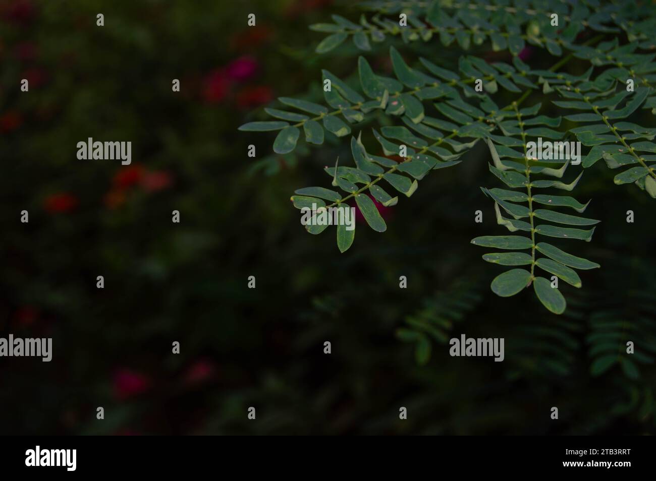 Reforestation in java hi-res stock photography and images - Alamy