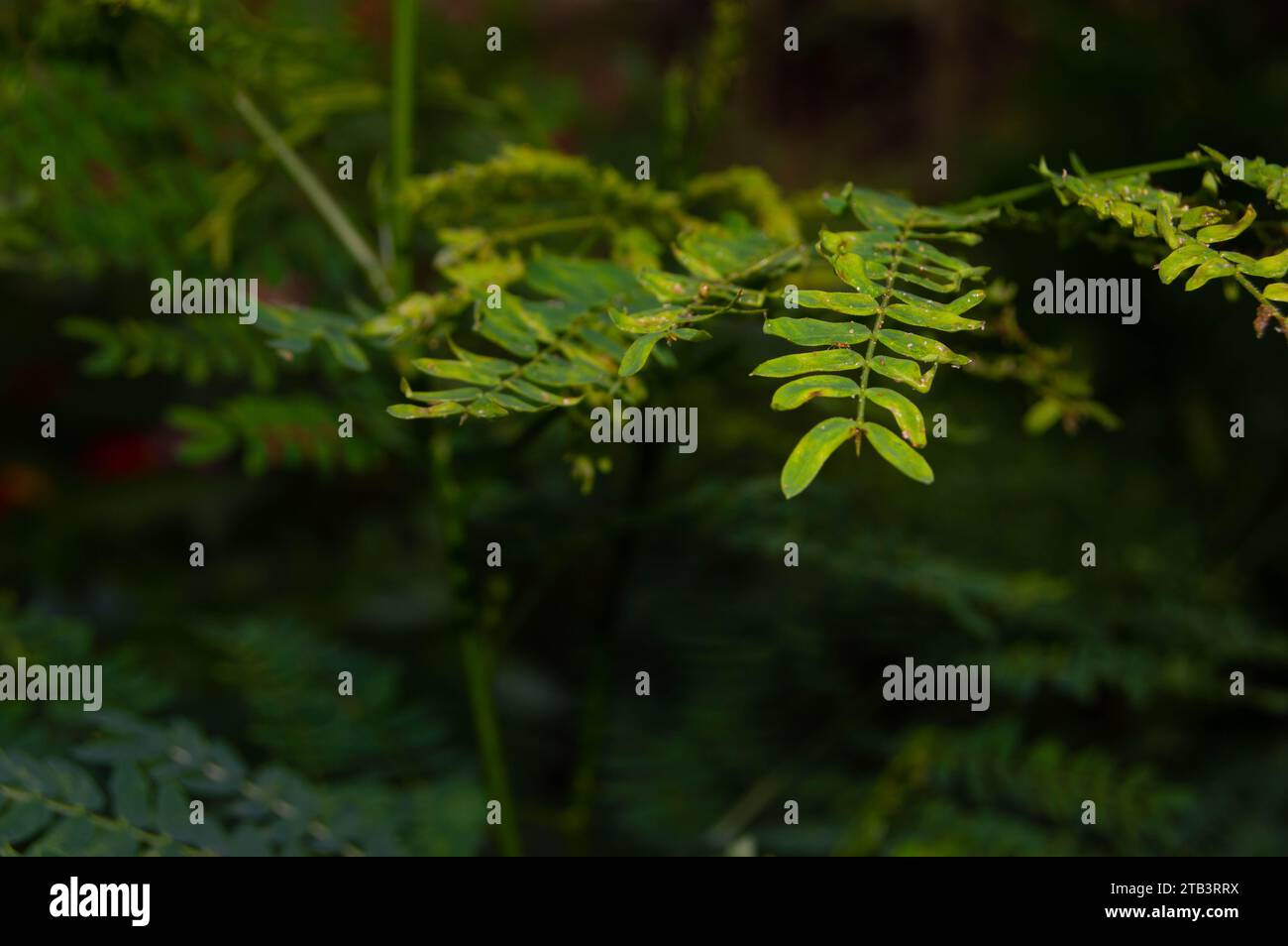 Cattle fatteners hi-res stock photography and images - Alamy