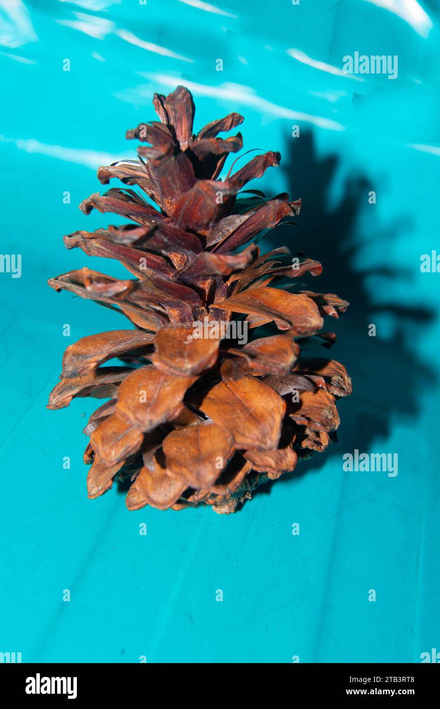 Cemara udang hi-res stock photography and images - Alamy