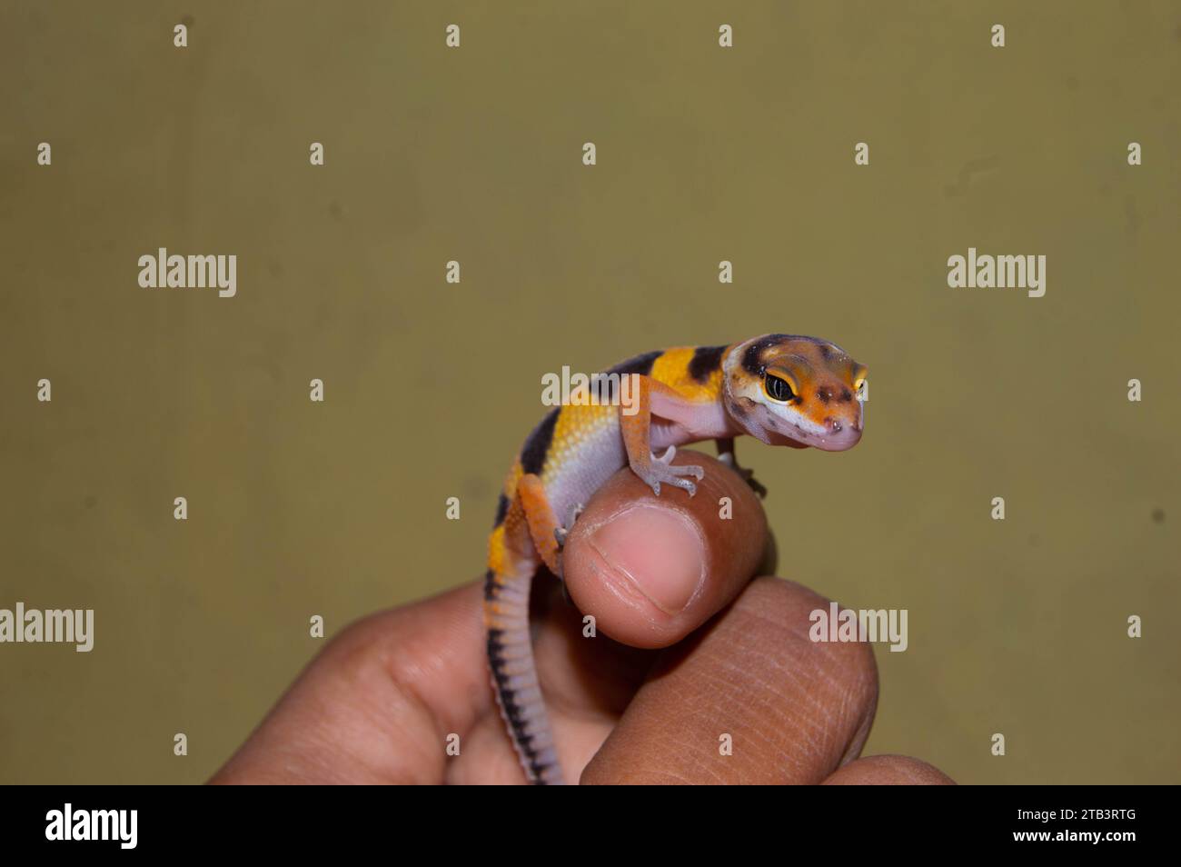 Baby gecko hi-res stock photography and images - Alamy