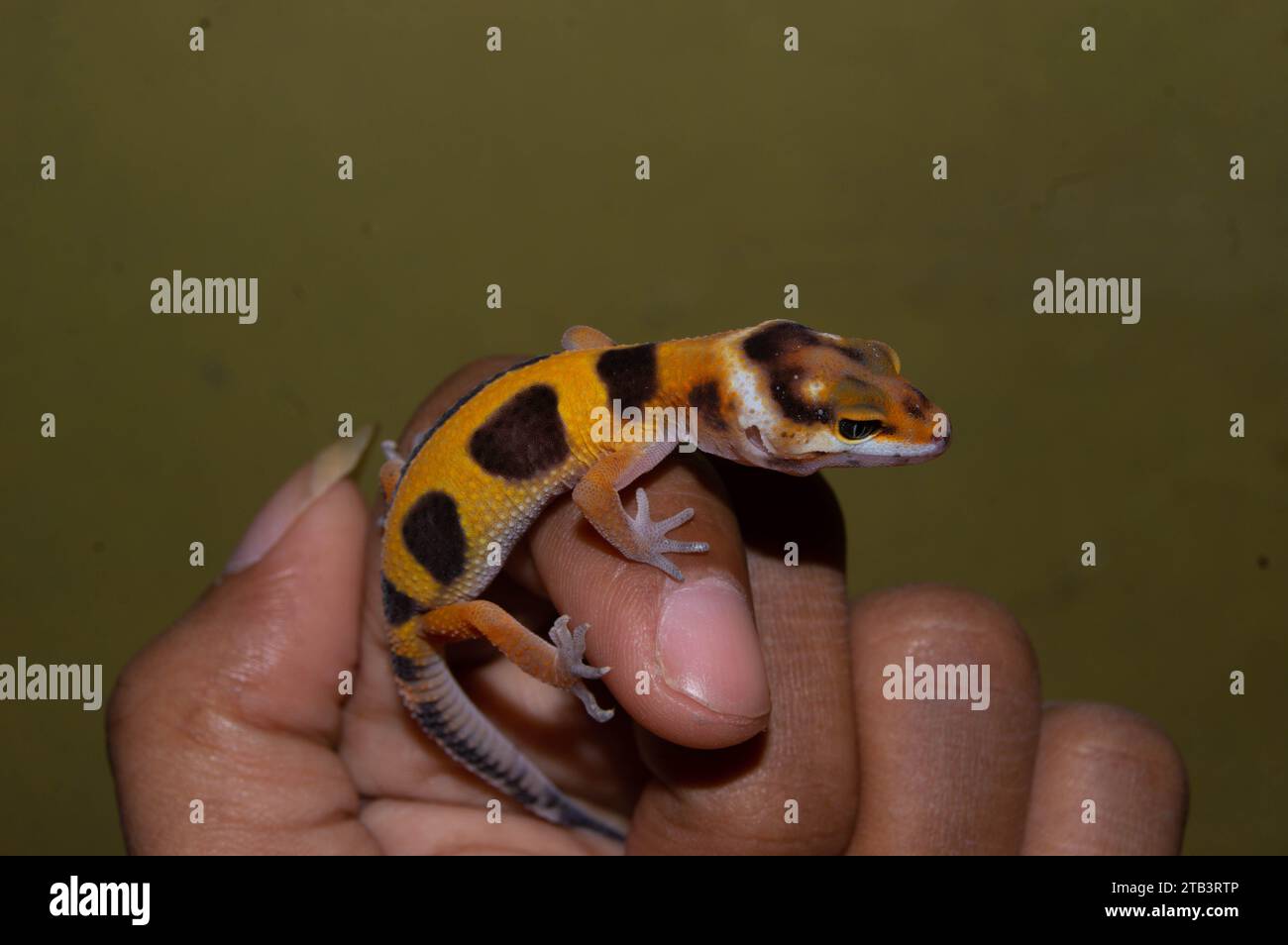 cute and cute baby leopard gecko. pet reptile Stock Photo - Alamy