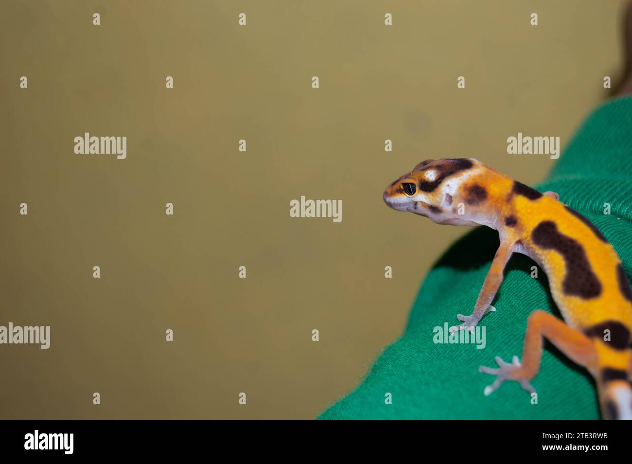 Baby gecko hi-res stock photography and images - Alamy