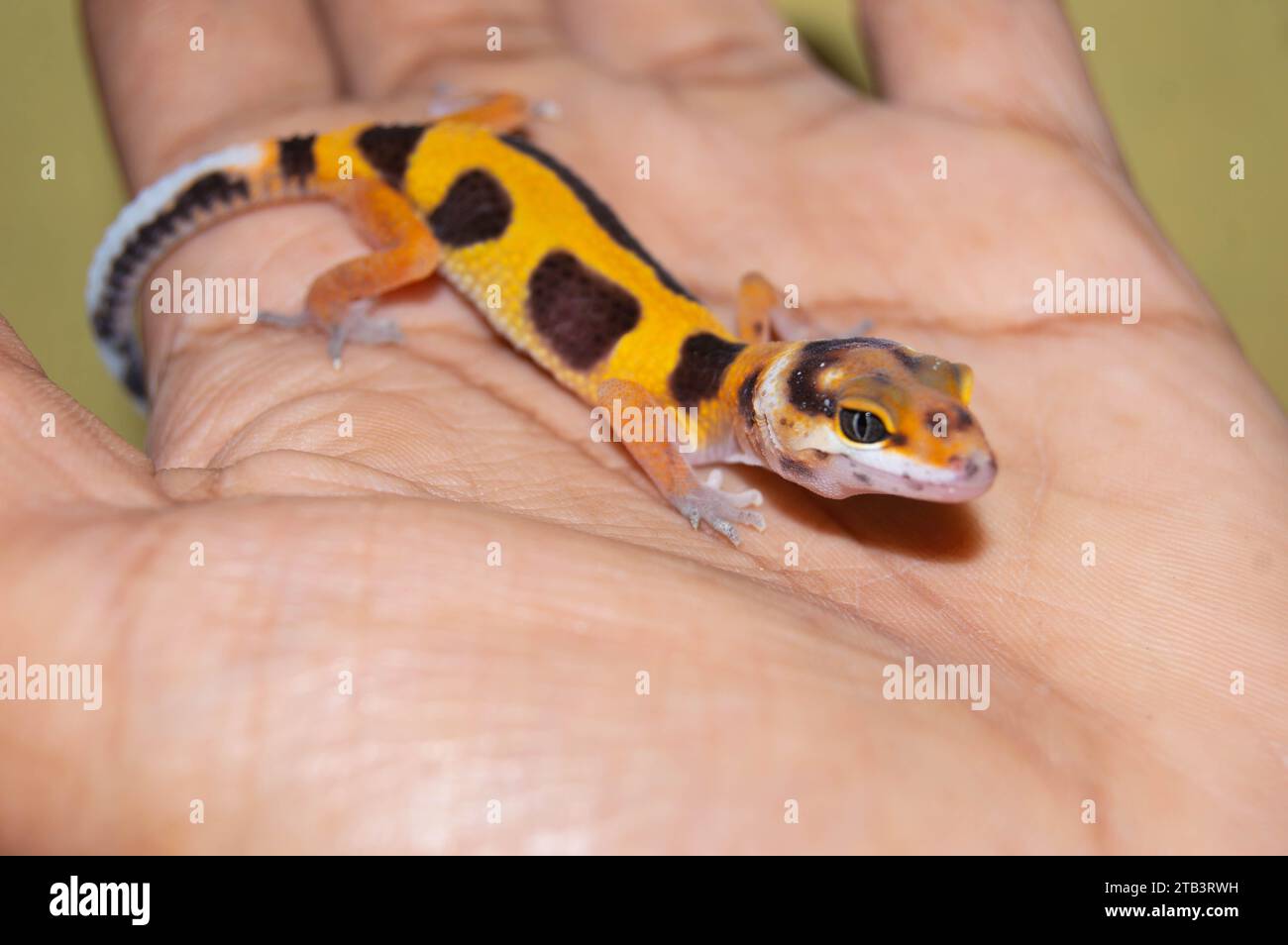 Baby gecko hi-res stock photography and images - Alamy