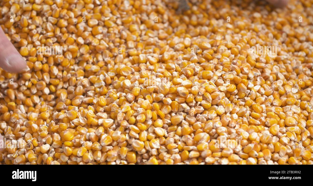 Grains maize in hands hi-res stock photography and images - Alamy