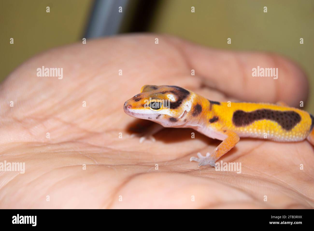cute and cute baby leopard gecko. pet reptile Stock Photo - Alamy