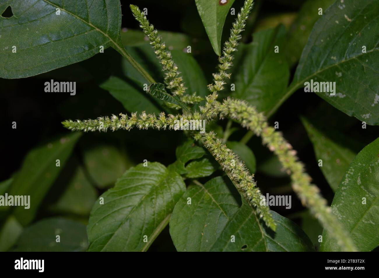 Amaranthus plant detail hi-res stock photography and images - Alamy