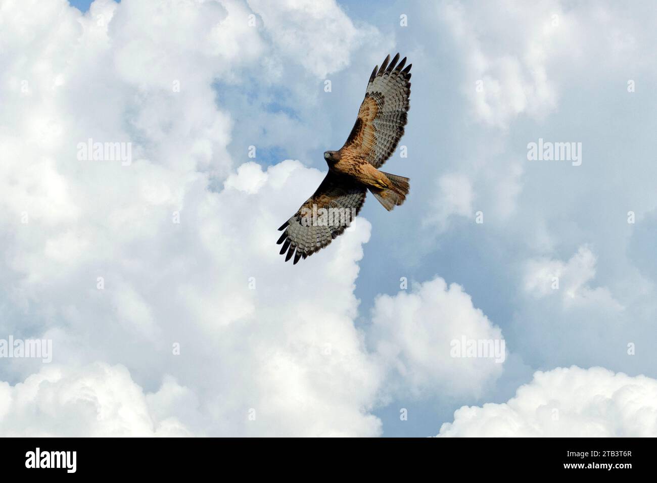 USA, Oregon, Central, Bend, Rancho las Herbas, Buteo jamaicensis, Red ...