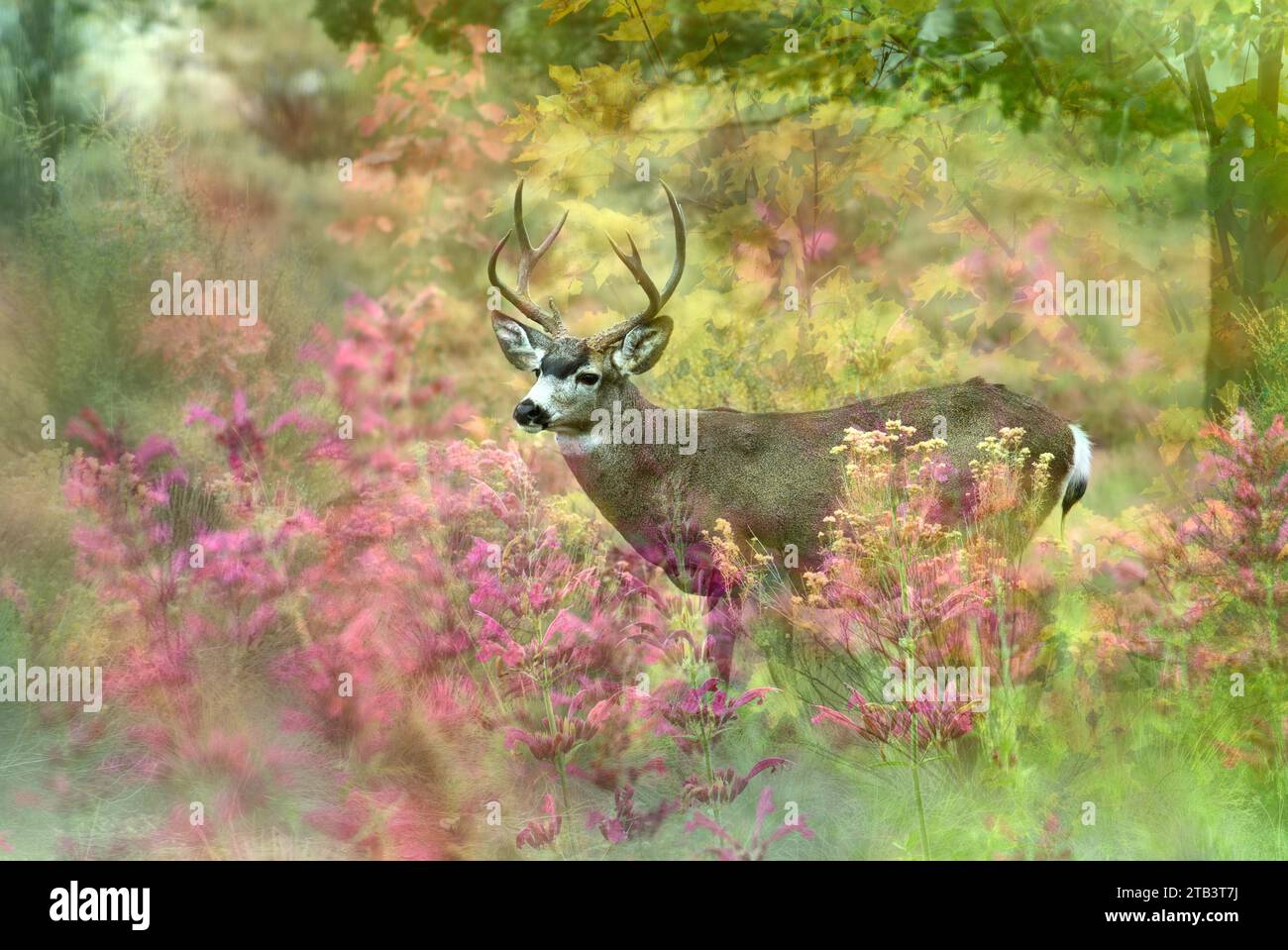 USA, Oregon, Bend, Rancho Las Hierbas, Odocoileus hemionus, Mule Deer ...