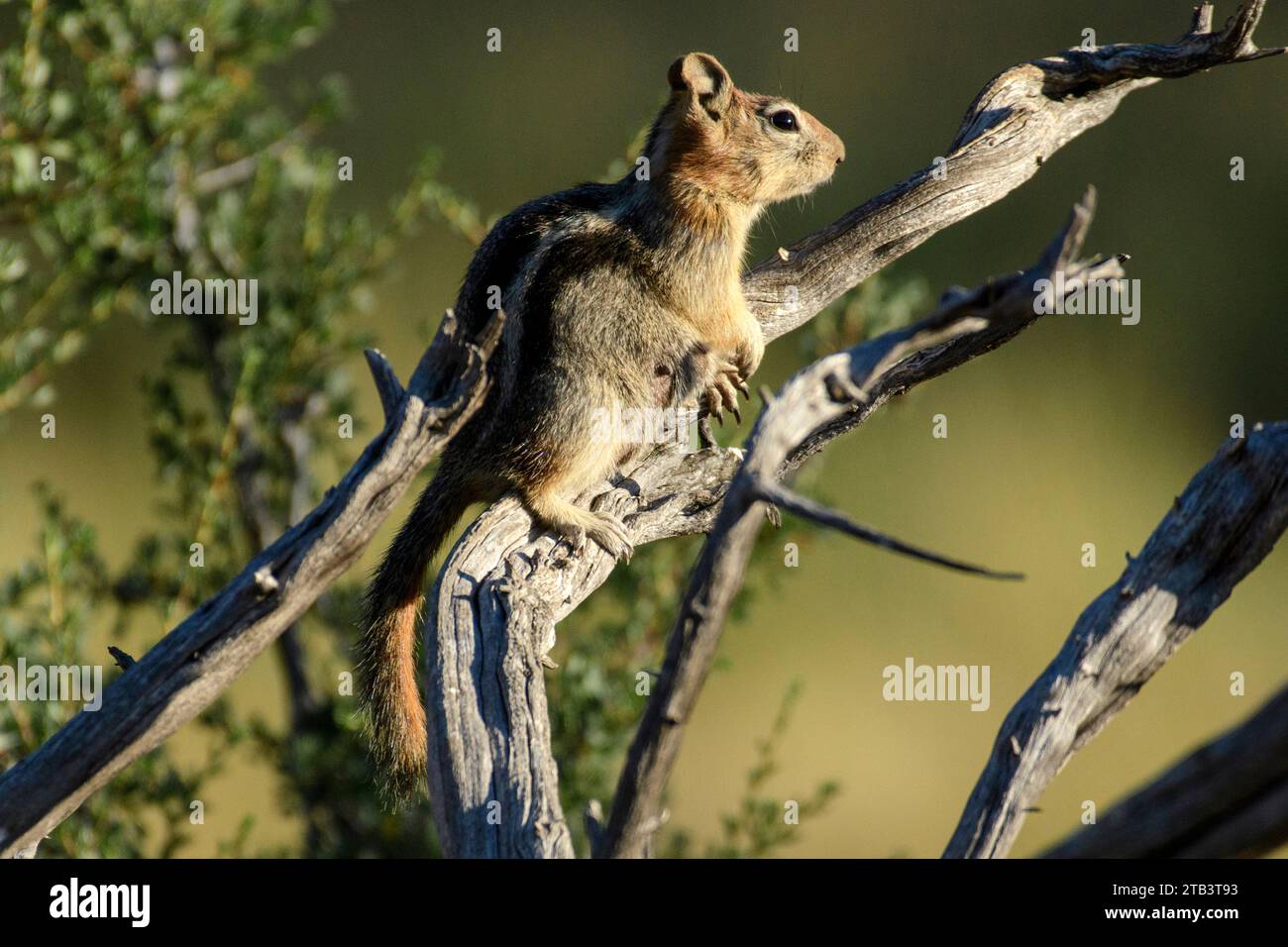 USA, Oregon, Bend, Rancho las Hierbas, Golden-mantled Ground Squirrel ...