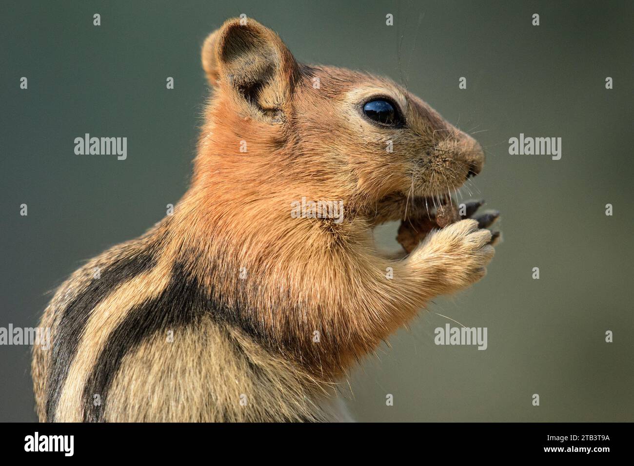 USA, Oregon, Bend, Rancho las Hierbas, Golden-mantled Ground Squirrel ...