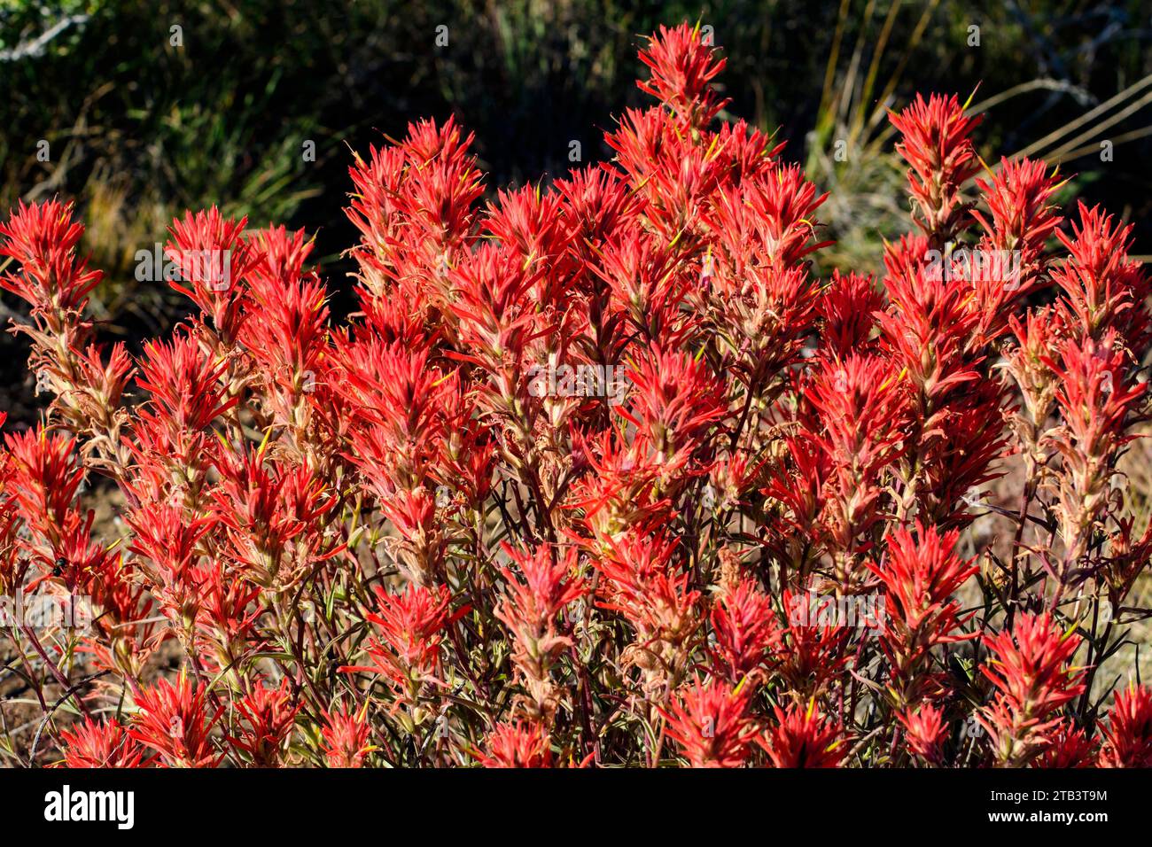 USA, Oregon, Bend, Rancho las Hierbas, Deschutes, national forest ...