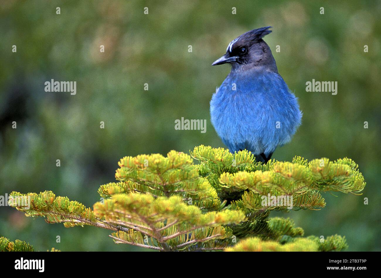 USA, Oregon, Bend, Rancho las Hierbas, Stellers Jay,Cyanocitta stelleri ...