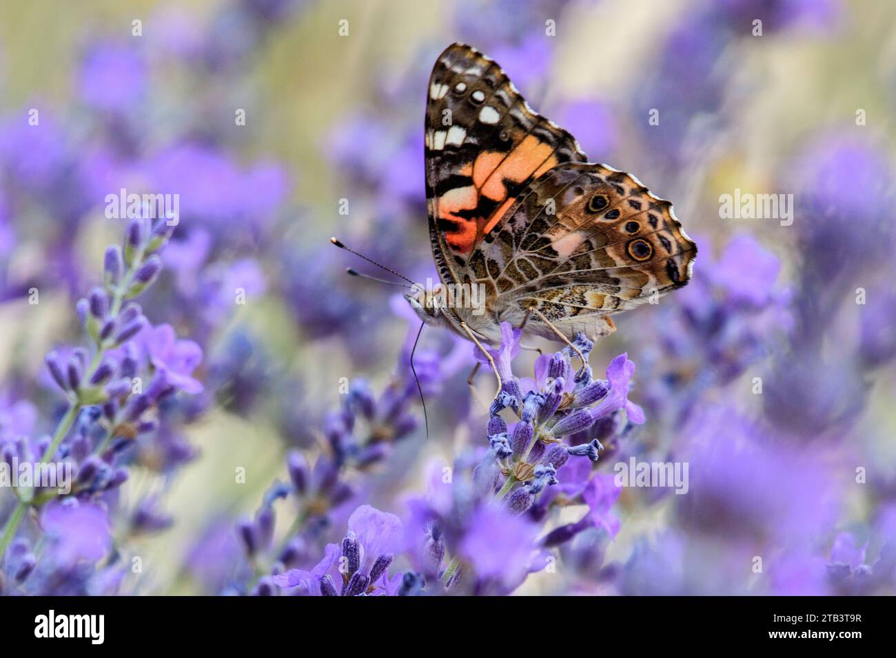 USA, Oregon, Bend, Rancho las Hierbas, West Coast Lady, Vanessa ...