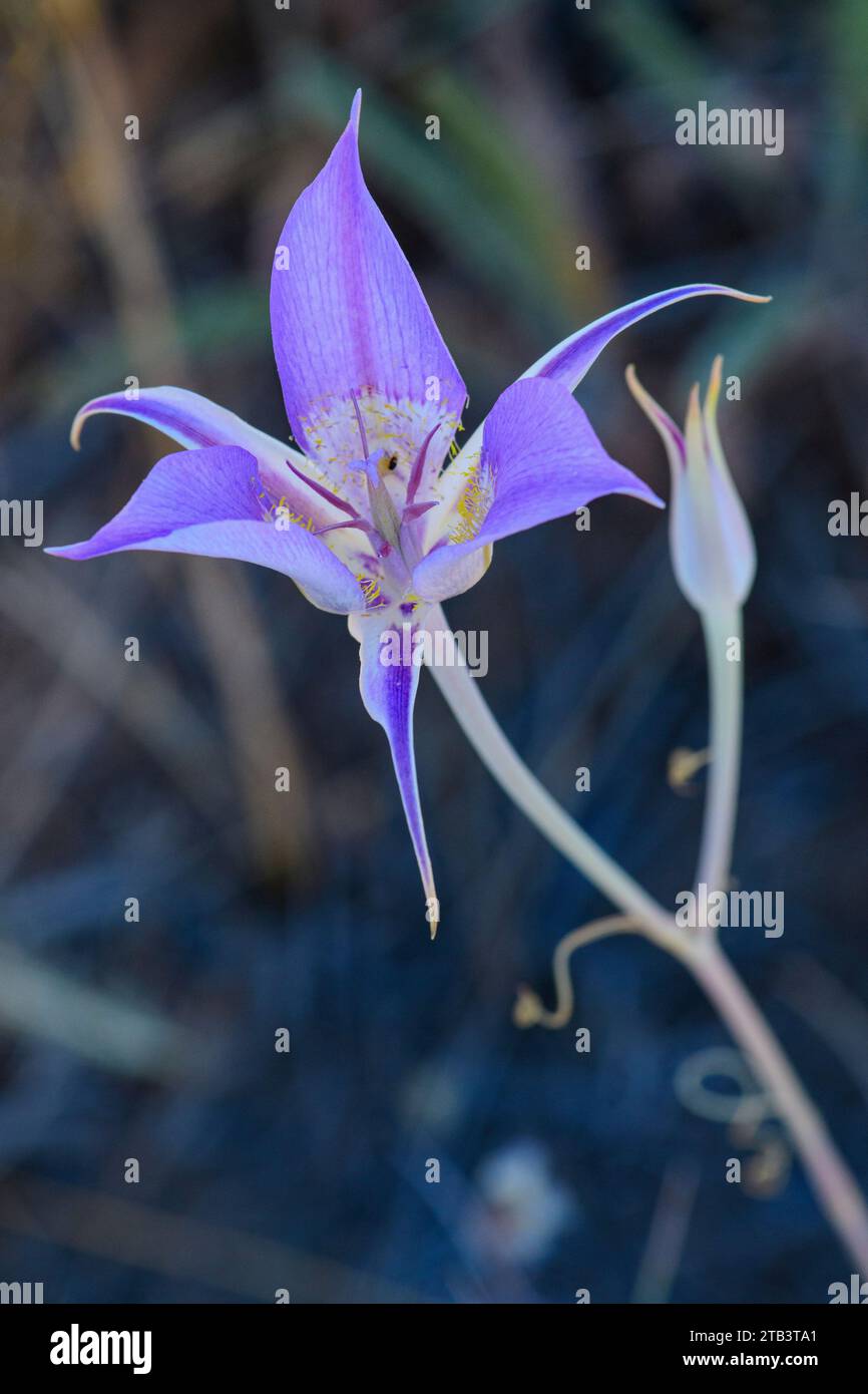 USA, Oregon, Bend, Rancho las Hierbas, Calochortus macrocarpus,Green ...