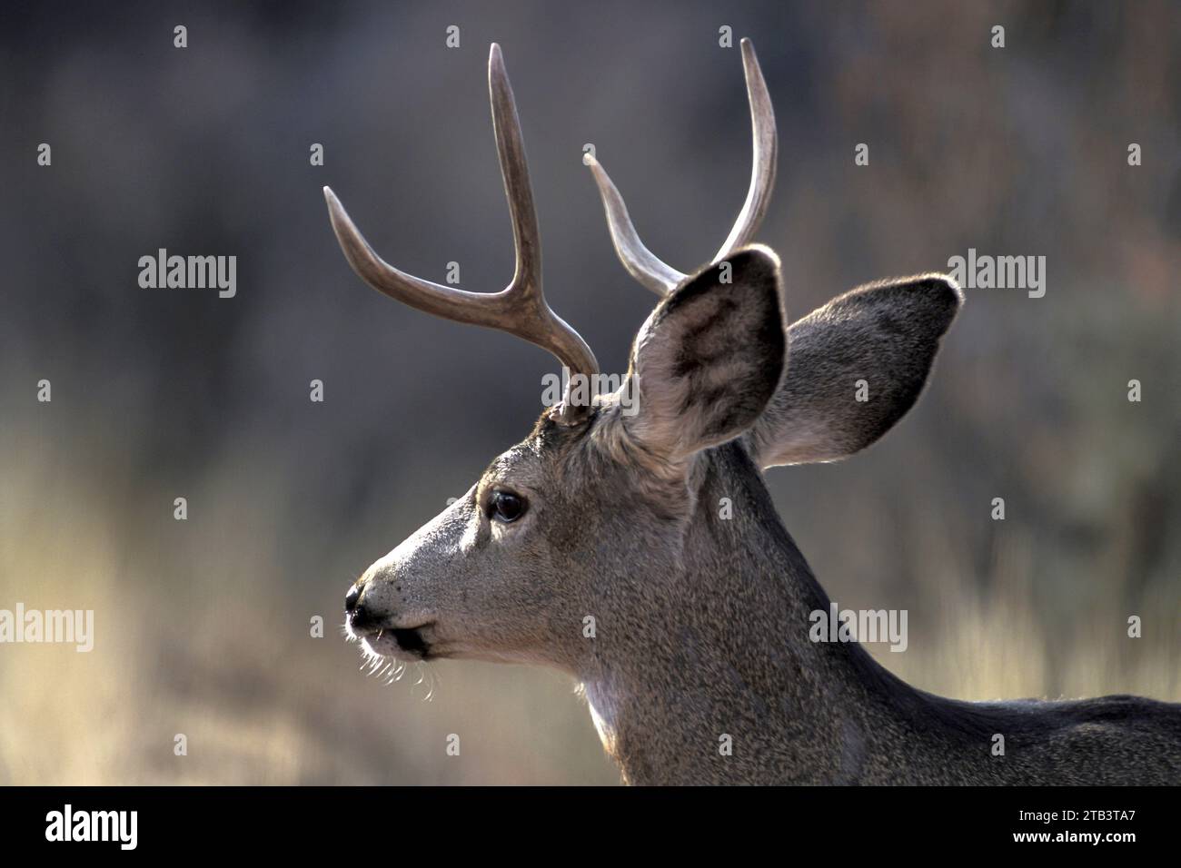 USA, Oregon, Bend, Rancho las Hierbas, Mule Deer, Odocoileus hemionus ...