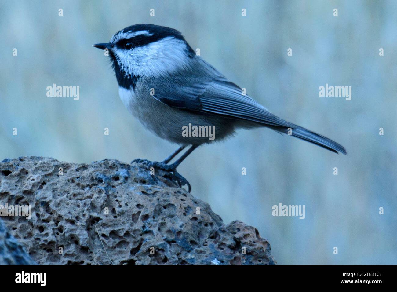 USA, Oregon, Central, Bend, Rancho las Herbas, Mountain chickadee ...