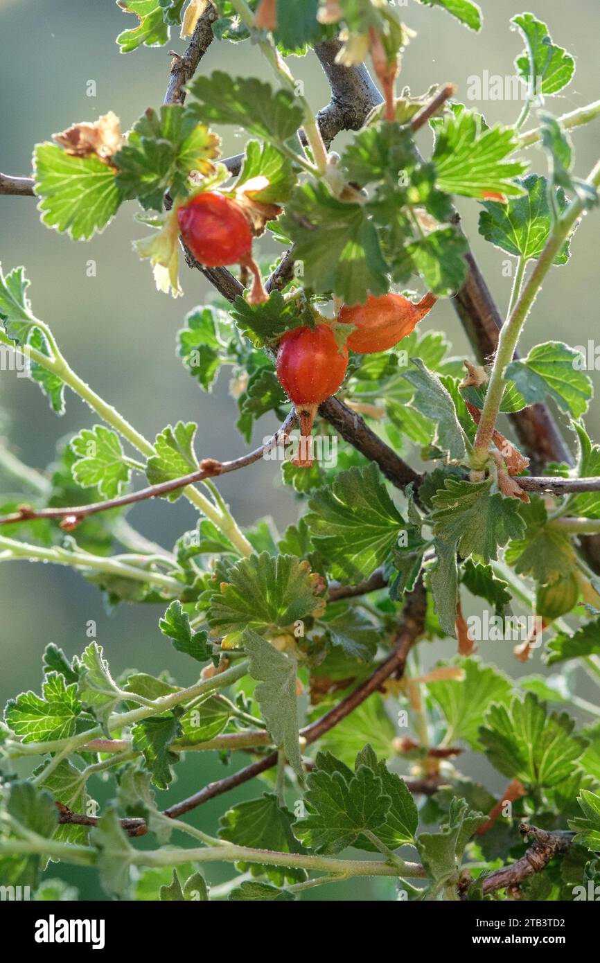 Wax currant ribes cereum hi-res stock photography and images - Alamy
