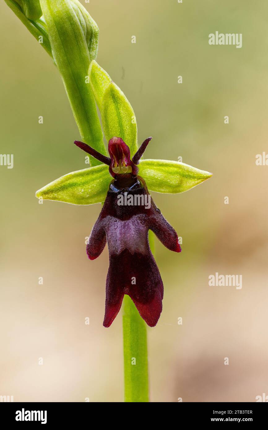 Fly orchid (Ophrys insectifera), Orchidaceae. Wild european orchid ...