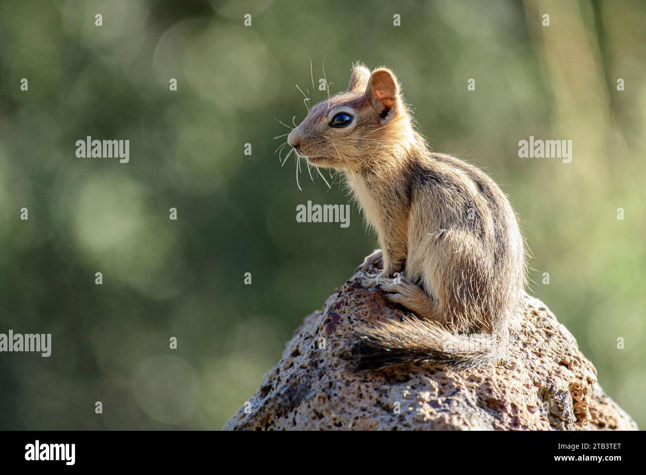 USA, Oregon, Bend, Rancho las Hierbas, Golden-mantled Ground Squirrel ...