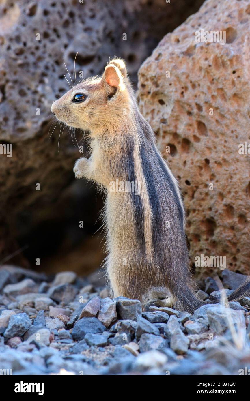 USA, Oregon, Bend, Rancho las Hierbas, Golden-mantled Ground Squirrel ...