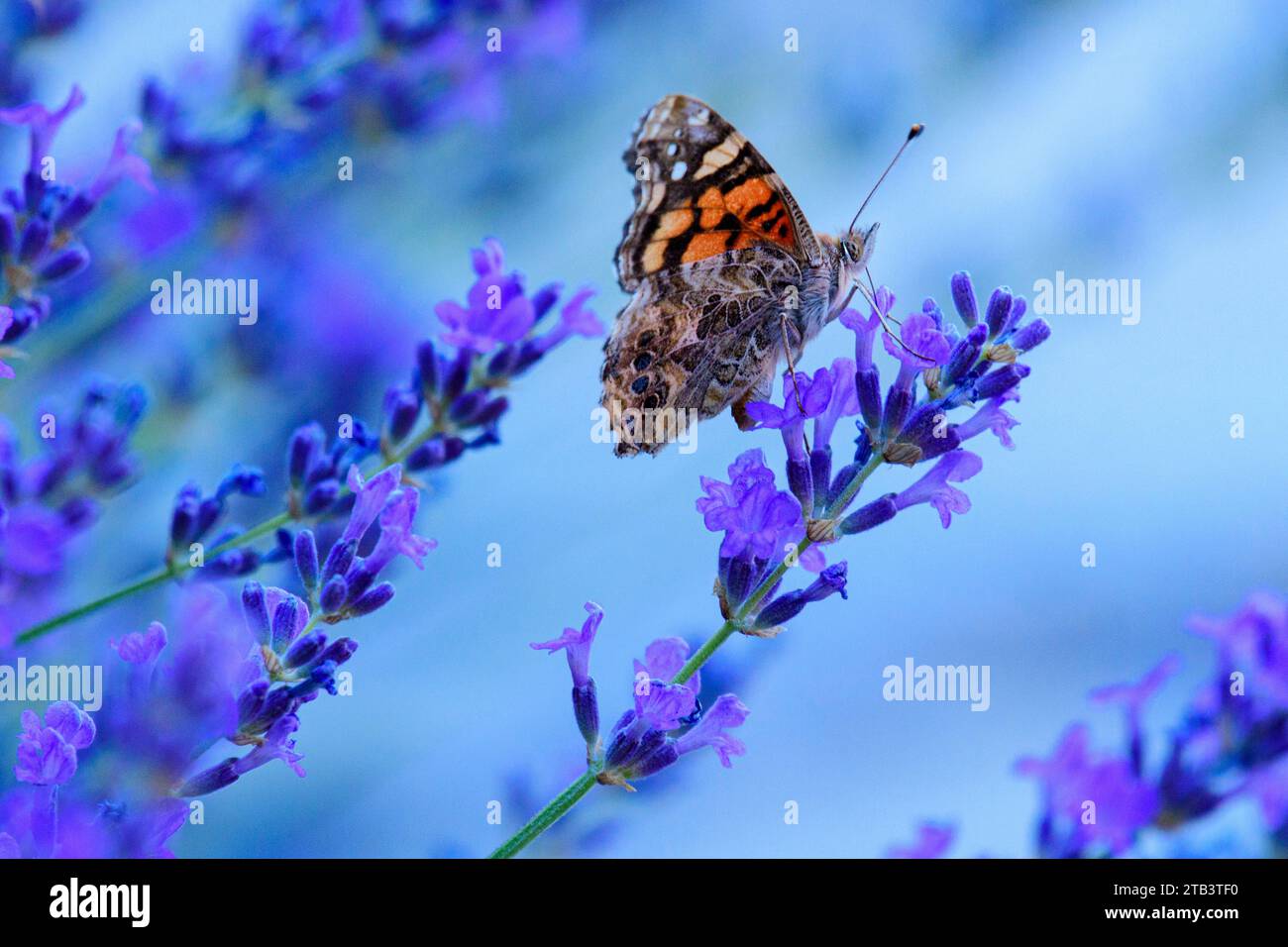 USA, Oregon, Bend, Rancho las Hierbas, West Coast Lady, Vanessa annabella, lavender, flower ...