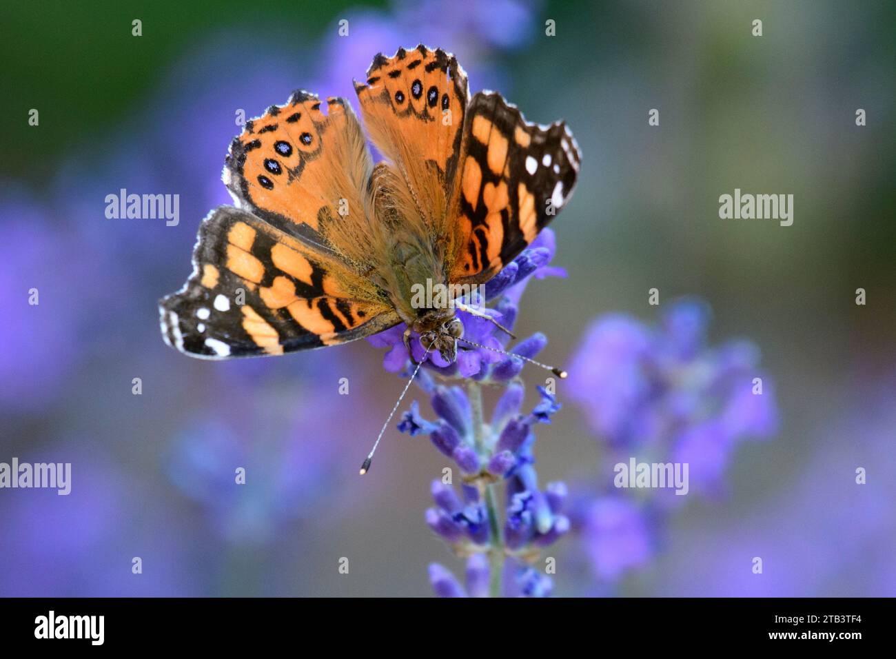 USA, Oregon, Bend, Rancho las Hierbas, West Coast Lady, Vanessa ...