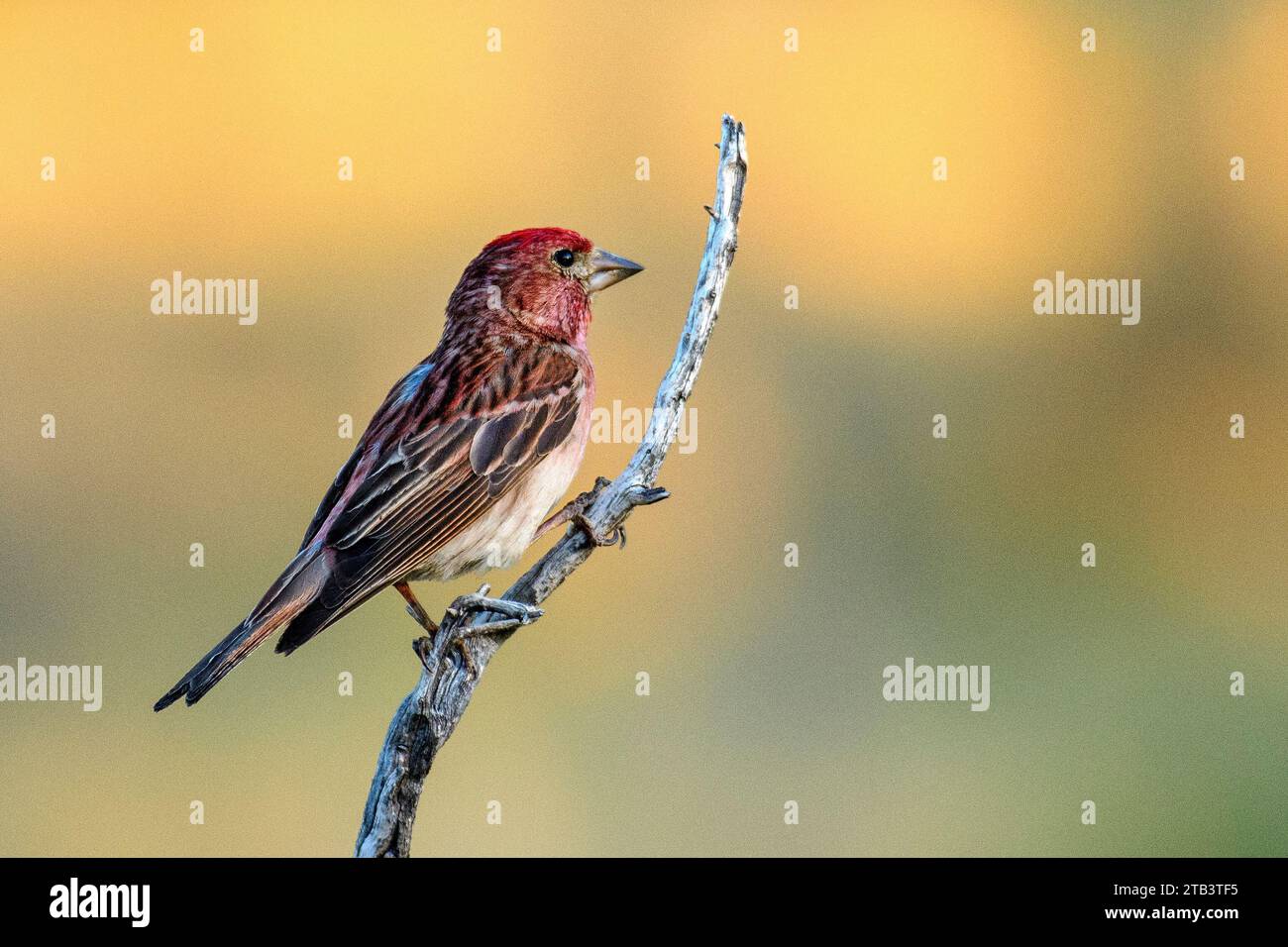 USA, Oregon, Central, Bend, Rancho las Herbas, House Finch, Haemorhous ...