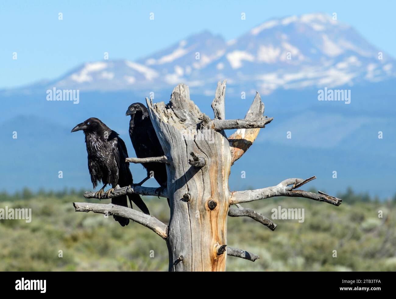 USA, Oregon, Bend, Rancho las Hierbas, Common raven, Corvus corax, with ...