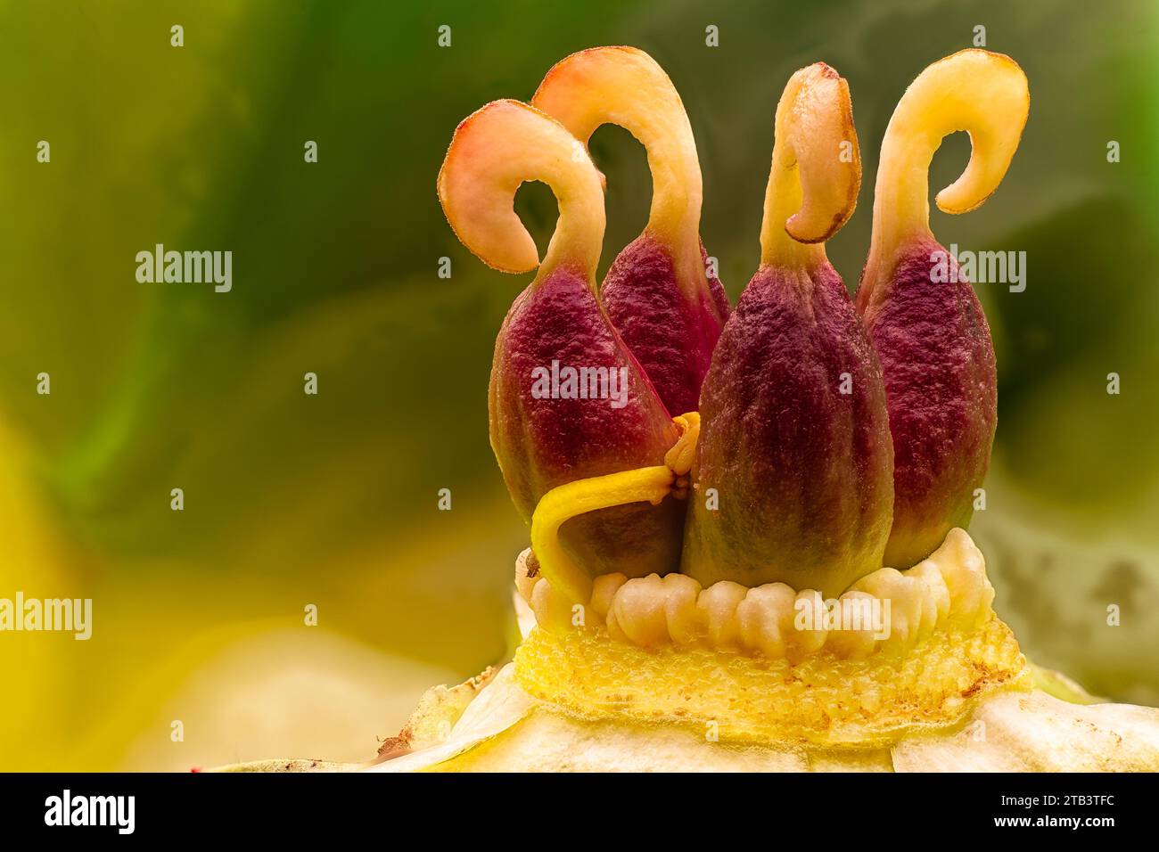 Peony carpels, natural crown. surreal landscape. amazing nature Stock ...