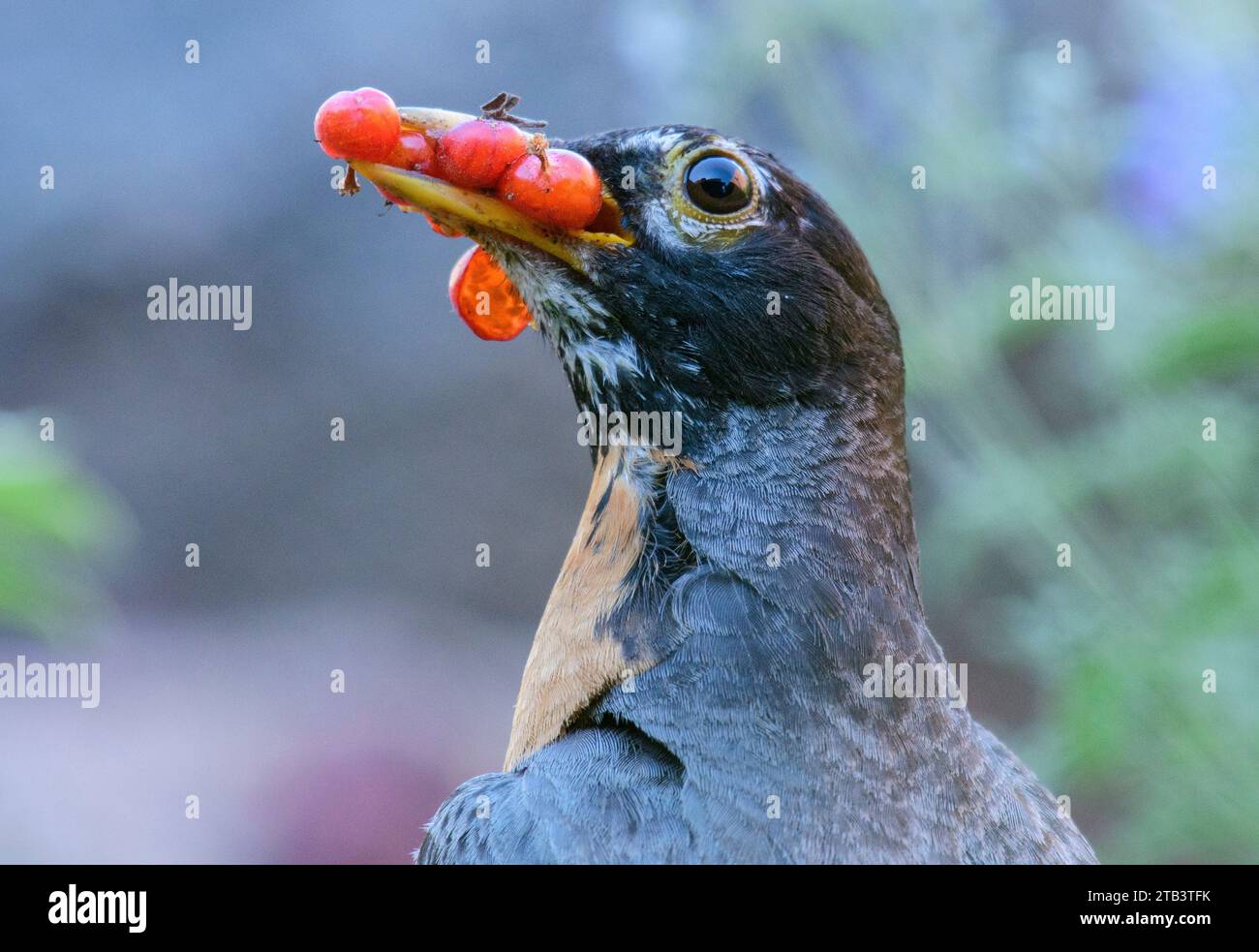Feeding on wax currant hi-res stock photography and images - Alamy