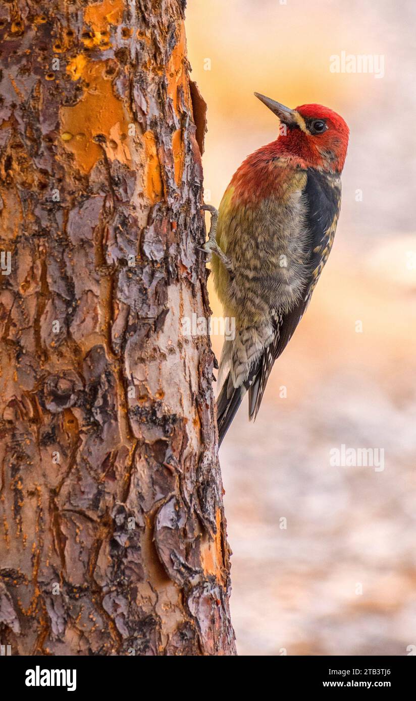 Oodpecker hi-res stock photography and images - Alamy