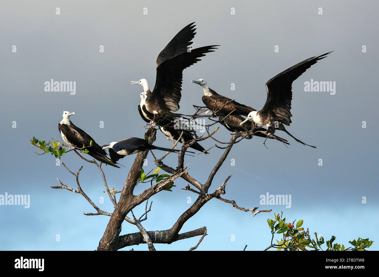 Central America, Panama, Caribbean, Bocas del Toro., Frigate birds ...