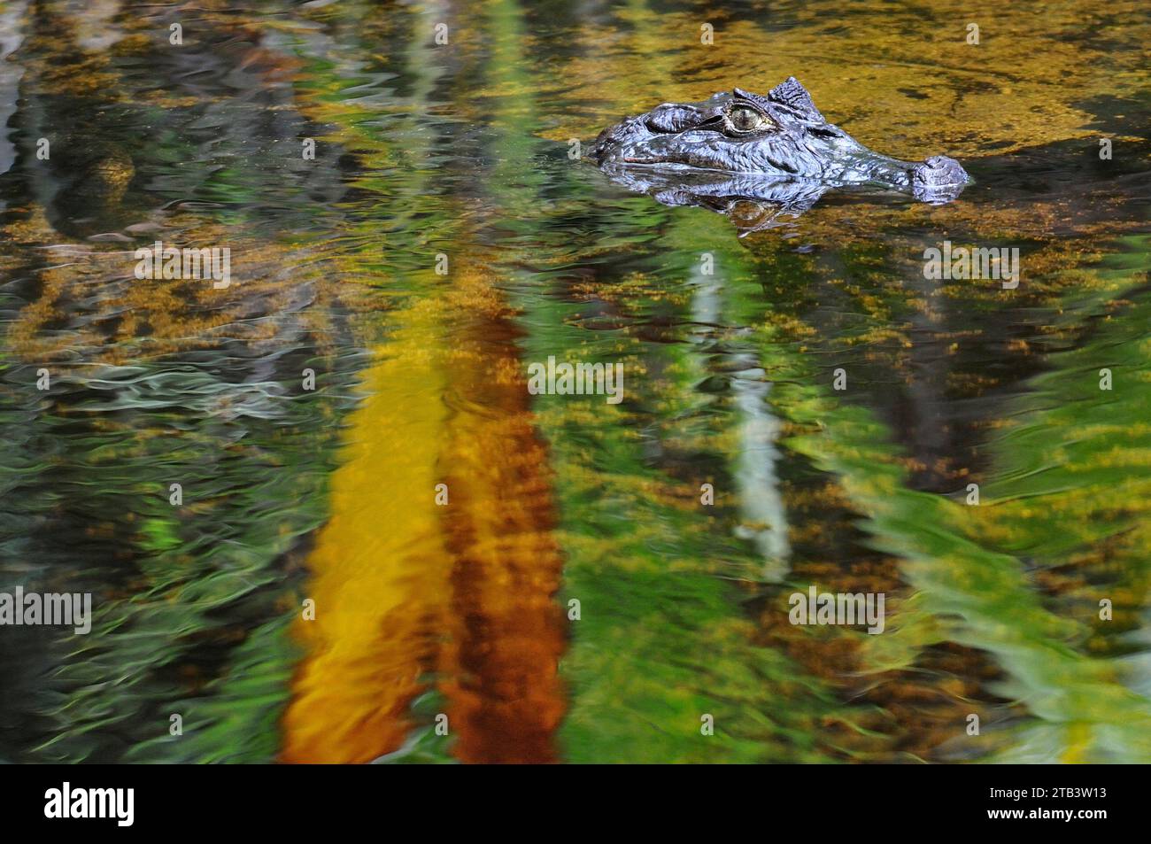 Panama caiman hi-res stock photography and images - Alamy