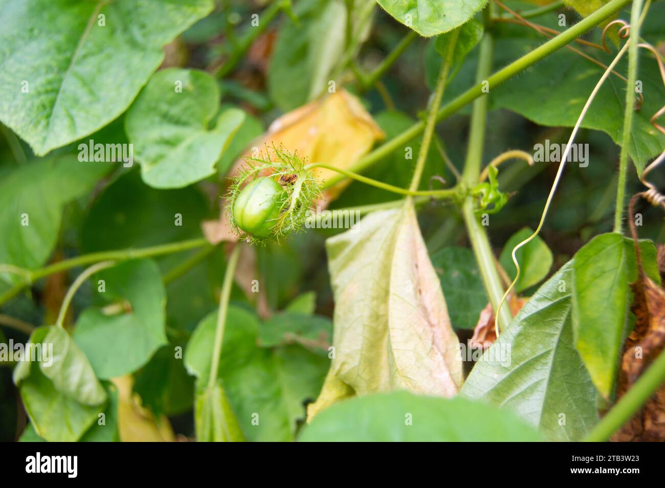 rambusa fruit or passiflora foetida young Stock Photo - Alamy