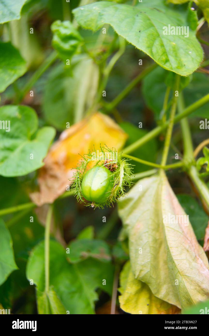rambusa fruit or passiflora foetida young Stock Photo - Alamy