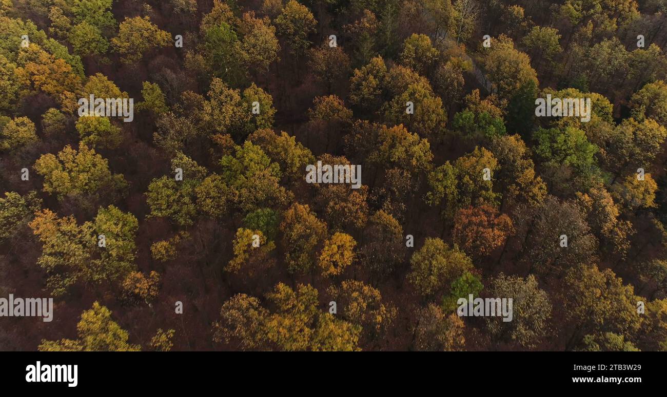 Aerial forward over pine forest hi-res stock photography and images - Alamy