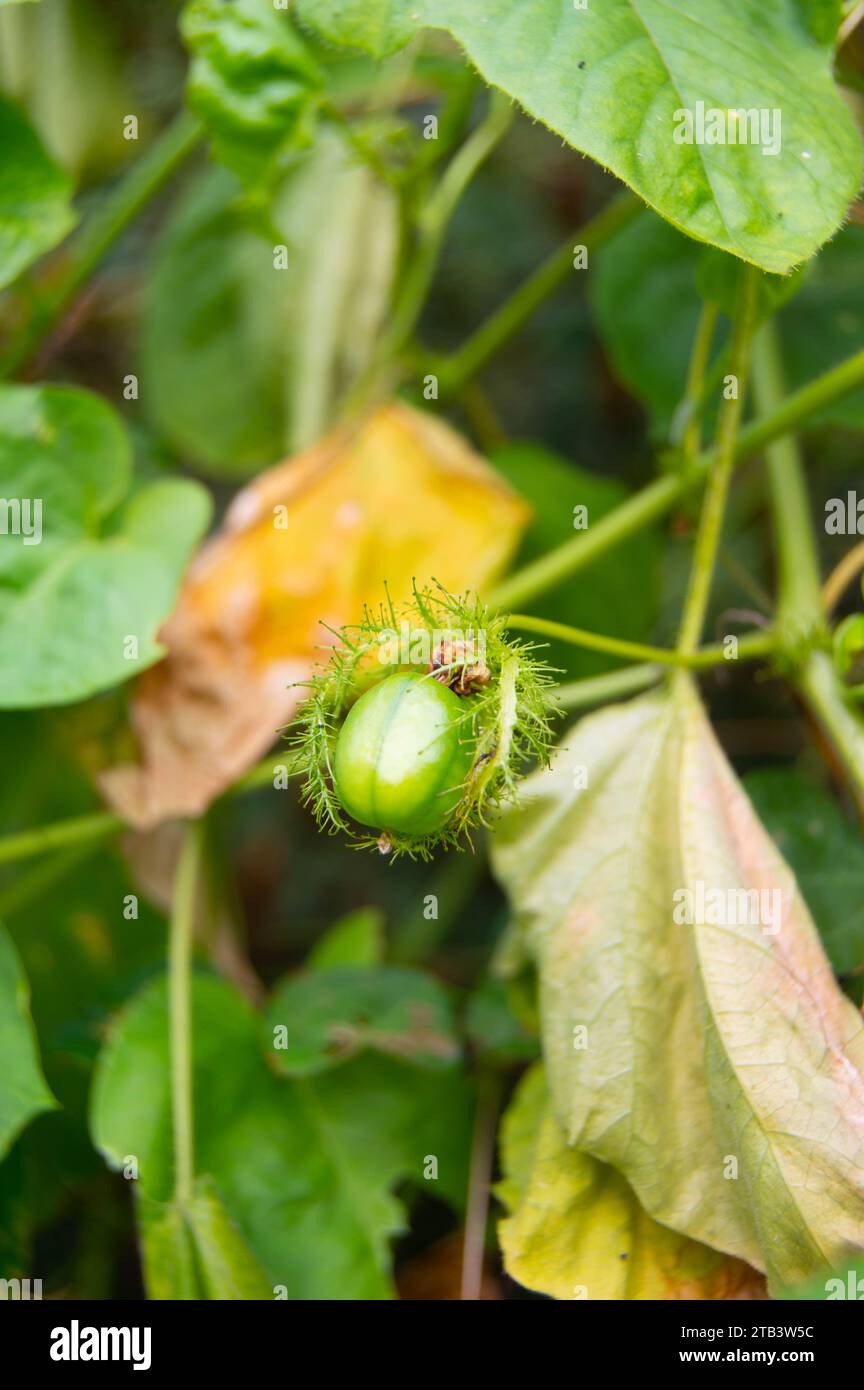 rambusa fruit or passiflora foetida young Stock Photo - Alamy