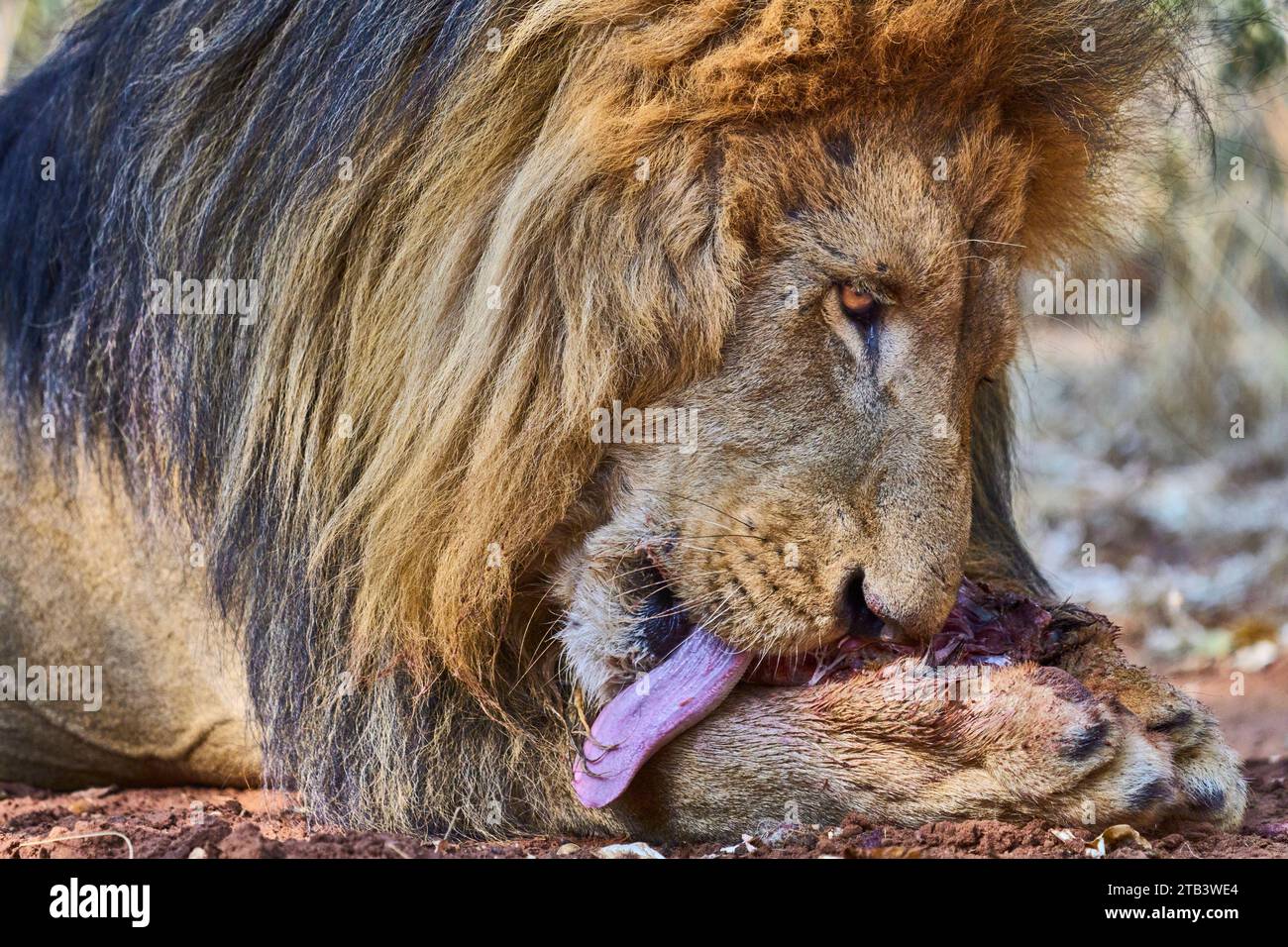 Beast feeding hi-res stock photography and images - Alamy