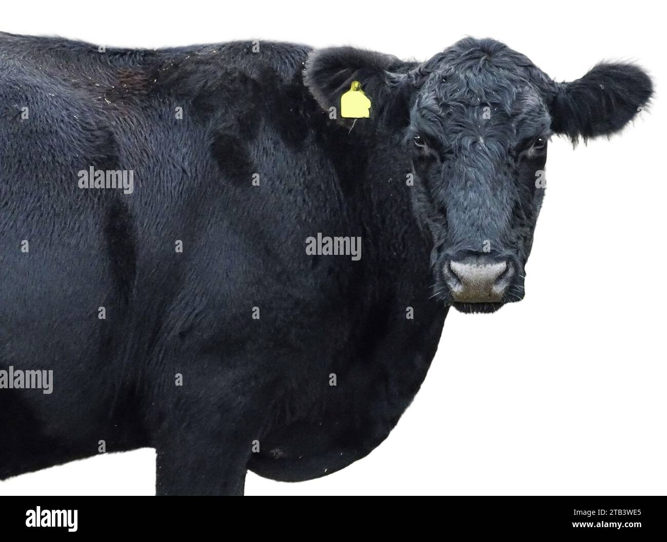 Black angus cow isolated on white background Stock Photo - Alamy