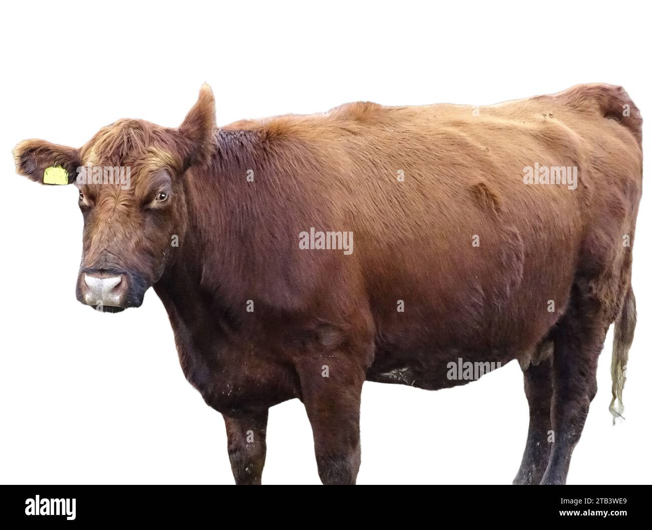 Red angus cow isolated on white background Stock Photo - Alamy