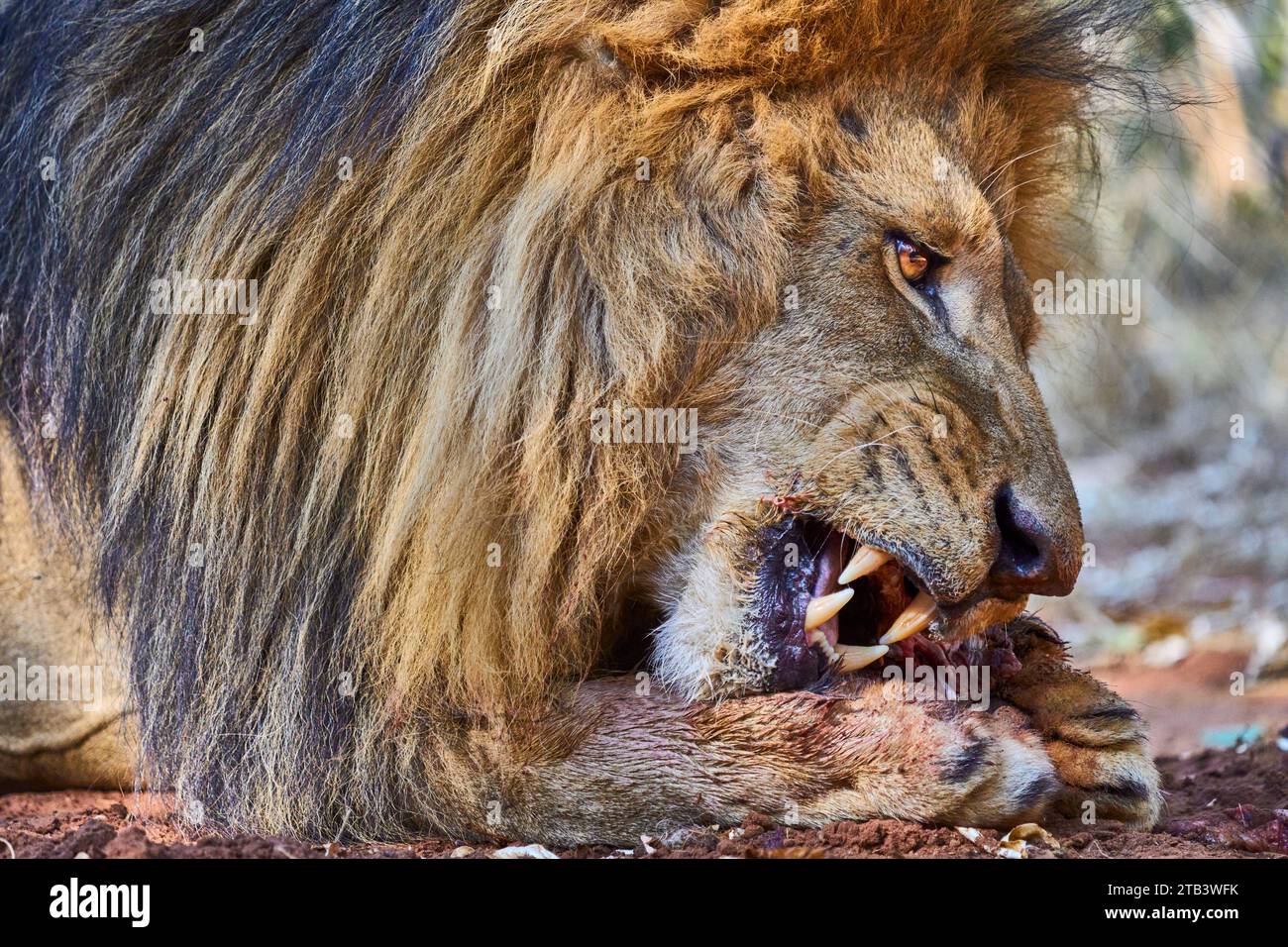 Beast feeding hi-res stock photography and images - Alamy