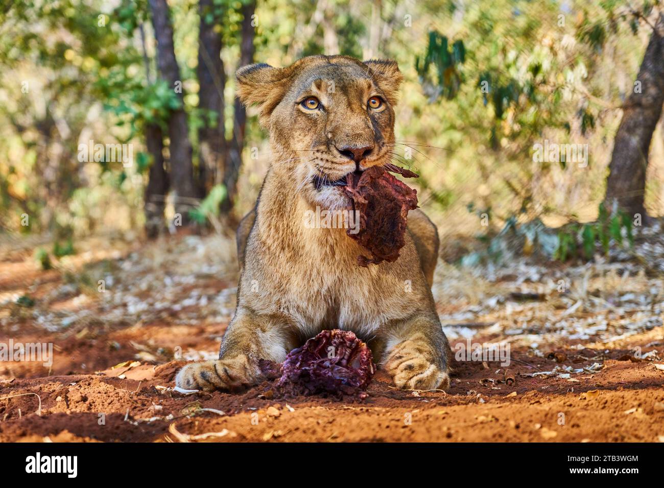 Beast feeding hi-res stock photography and images - Alamy