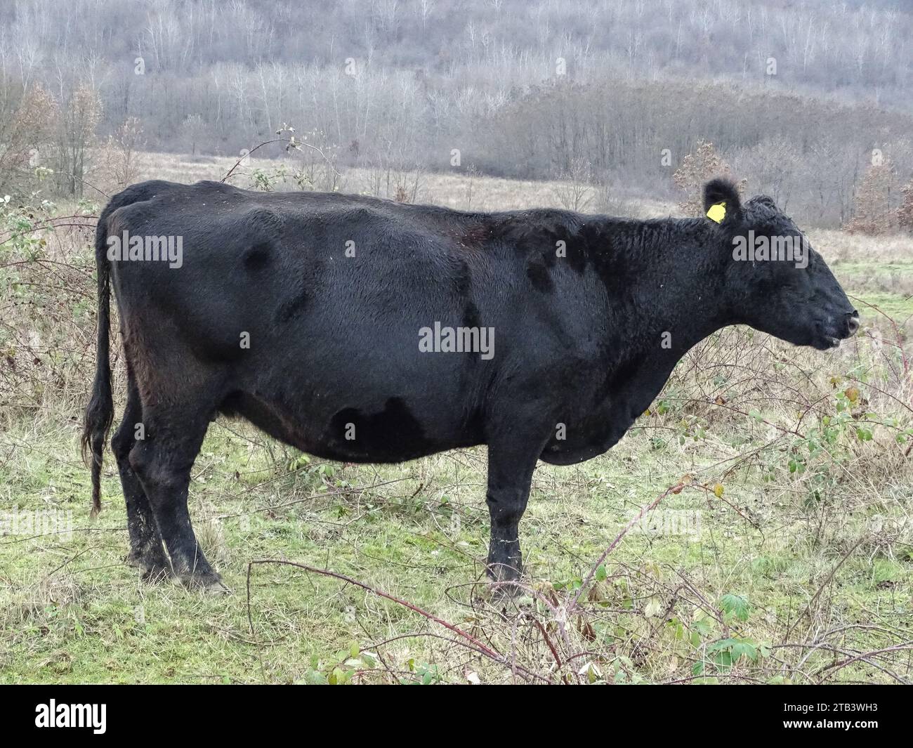 Black angus cow in the field Stock Photo - Alamy