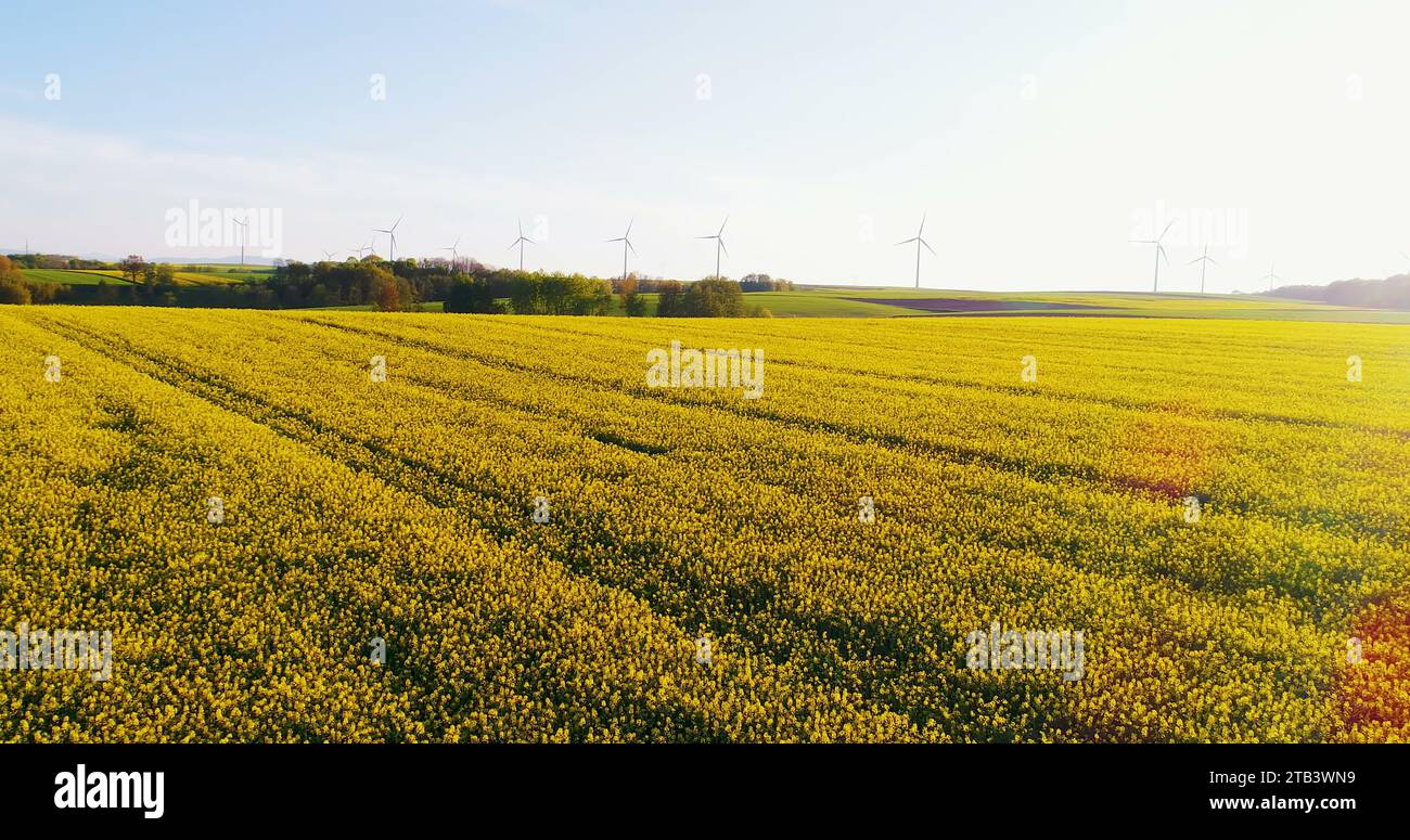 Aerial shoot of oilseed rape field Stock Photo - Alamy