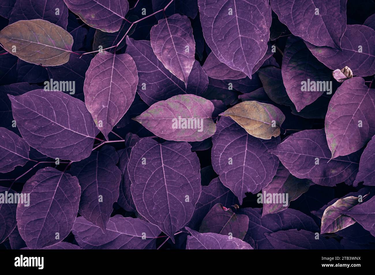 purple japanese knotweed plant leaves in the nature in autumn season ...