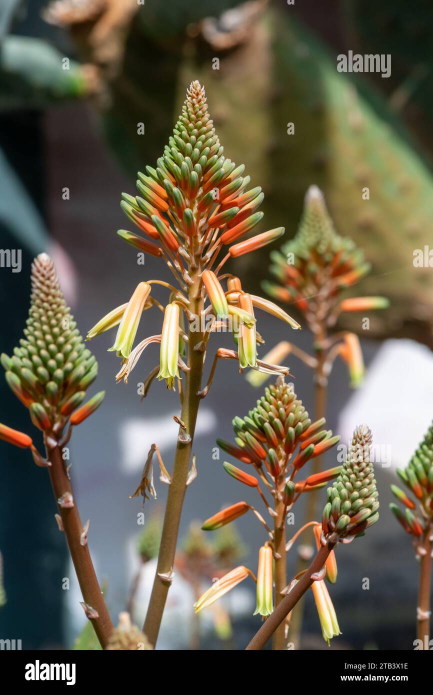 Aloe Vera flowers in bloom Stock Photo - Alamy